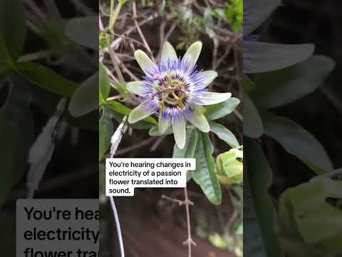 Ride the waves of the passion flower, which grows on meandering vines and produces meandering melodi