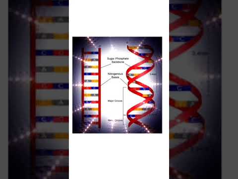 3- Dimensional Structure of DNA