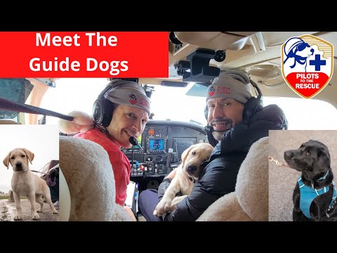 Transporting 5 Guiding Eyes for the Blind dogs with CEO Thomas Panek