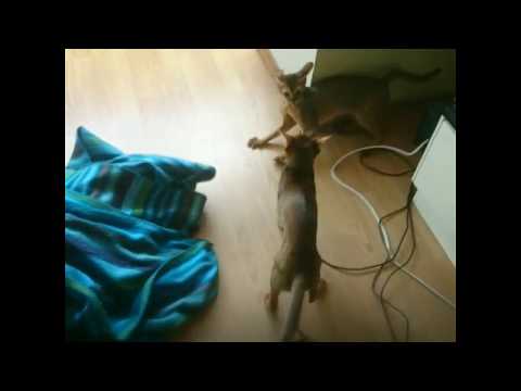 Serious Cat Game. Hot Abyssinian Girls! ;)