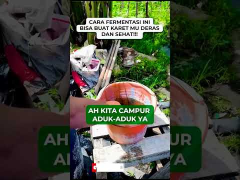 CARA FERMENTASI PUPUK!!! AGAR GETAH KARETMU DERAS!!!