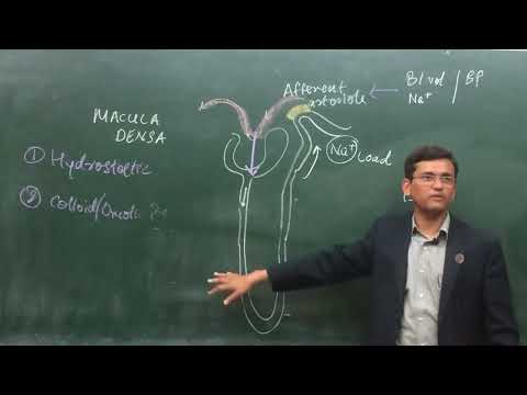 RAAS - Control of Blood Pressure