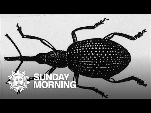 An Alabama town honors the boll weevil