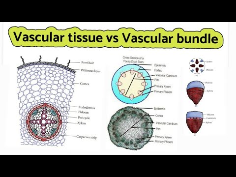what is difference between vascular tissue and vascular bundle?