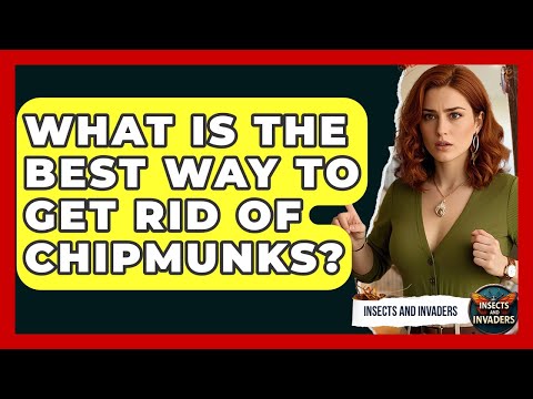 What Is The Best Way To Get Rid Of Chipmunks? - Insects and Invaders
