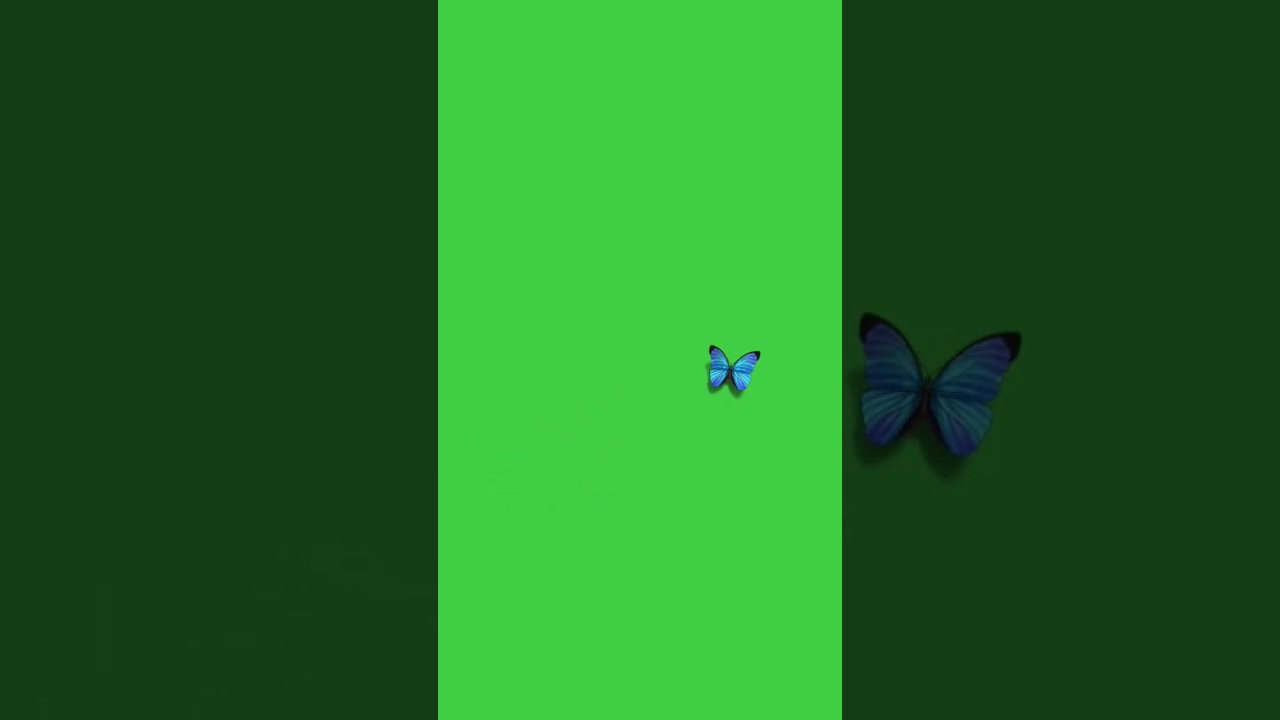 Hd butterfly🦋 no copyright green screen video//copyright free//youtube best video