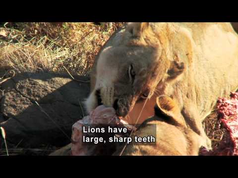 Science Video Vocab: Carnivore (Accessible Preview)