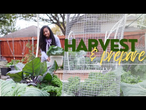 Tour/Harvest/Prepare - Zone 8A Fall Garden