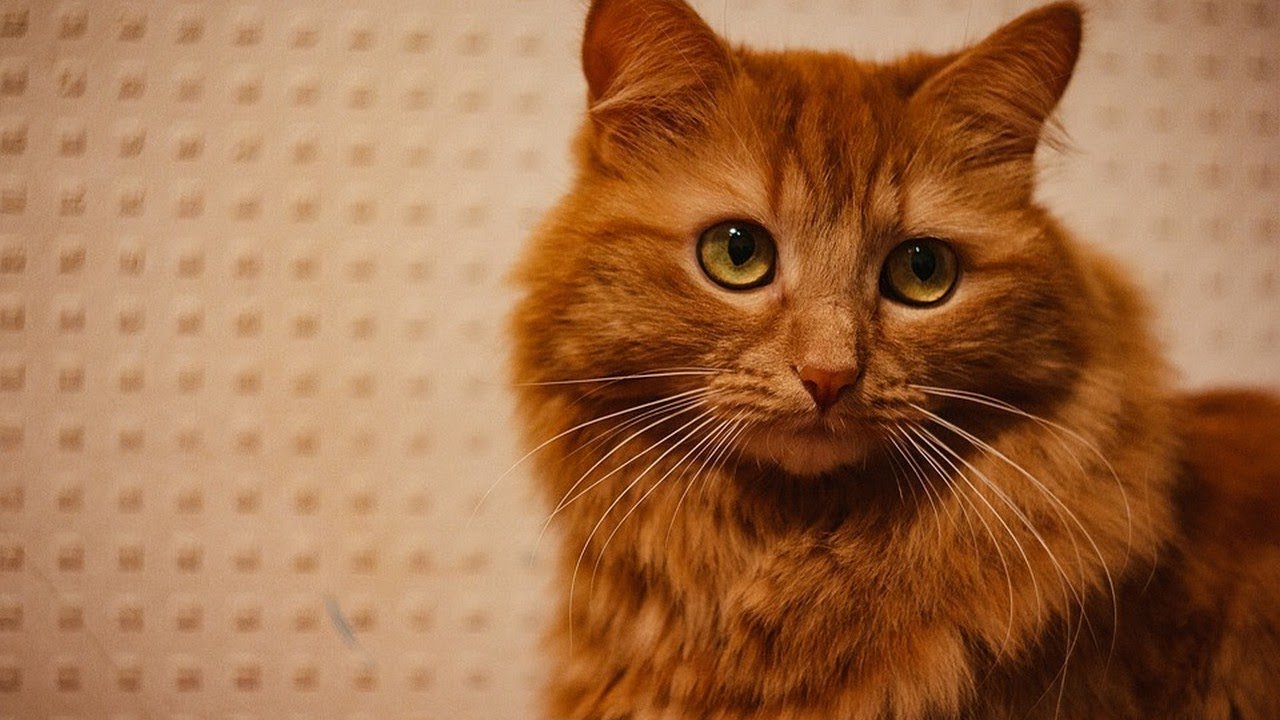 How to Help a Cat Give Birth - Preparing for Labor