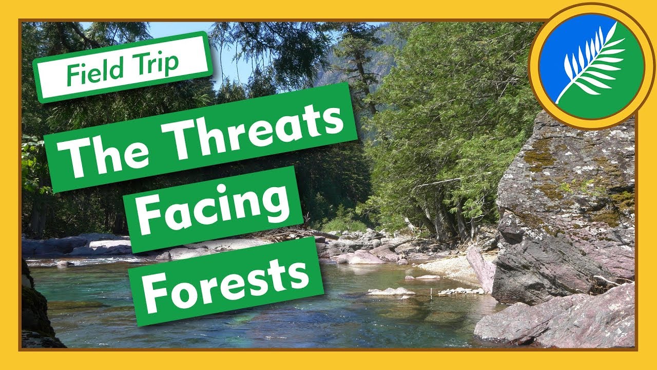 The Threats Facing Forests - Field Trip