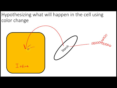 Diffusion and Osmosis in the Lab
