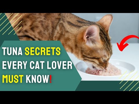 Can Tuna be Good for Cats? Helpful Guide for Cat Lover