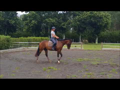 King Felipe - schooling flat work