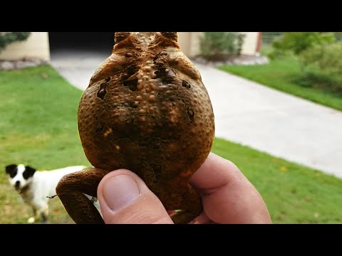 My Dog is ADDICTED to POISON Toads!