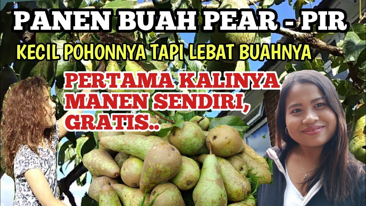 PANEN BUAH PEAR GRATIS DI KEBUN SENDIRI | SUAMI DAN ANAK BULE JAWA IKUT NAIK POHON