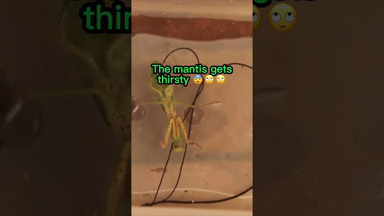 The WEIRDEST Praying Mantis worm! 🤔🤔🤔 #shorts