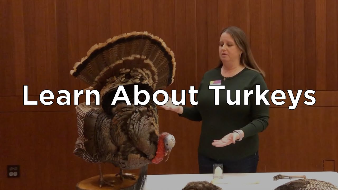 Let's Talk Turkey! (PK - 2nd Grade)