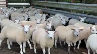 Sheep for Sale & Wanted | Border Livestock Exchange