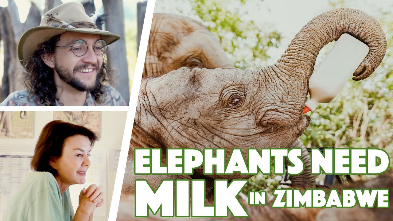 ELEPHANTS Need MILK - Zimbabwe