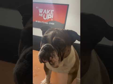 Sofusโ Ronaldo โSiuโ Burp Moment ๐โฝ๏ธ #funnydogshorts