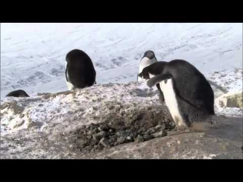 Pingouin : voleur très professionnel-tres drole-