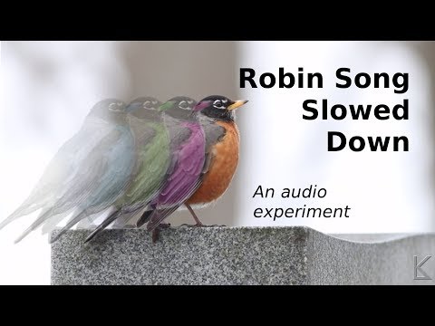 Robin song slowed down.
