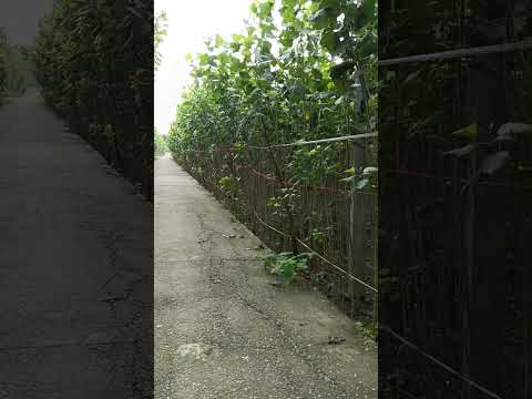 Poplar Plant - Wholesale Price & Mandi Rate for Populus Plant in India