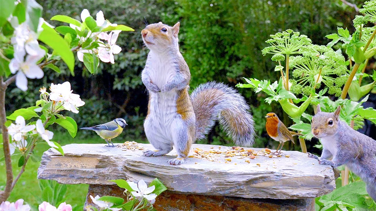 🔴 CAT TV 24/7 🐿️ Birds & Squirrels Discover a Treats on the Rocks 🪨 Videos for cats to watch HDR