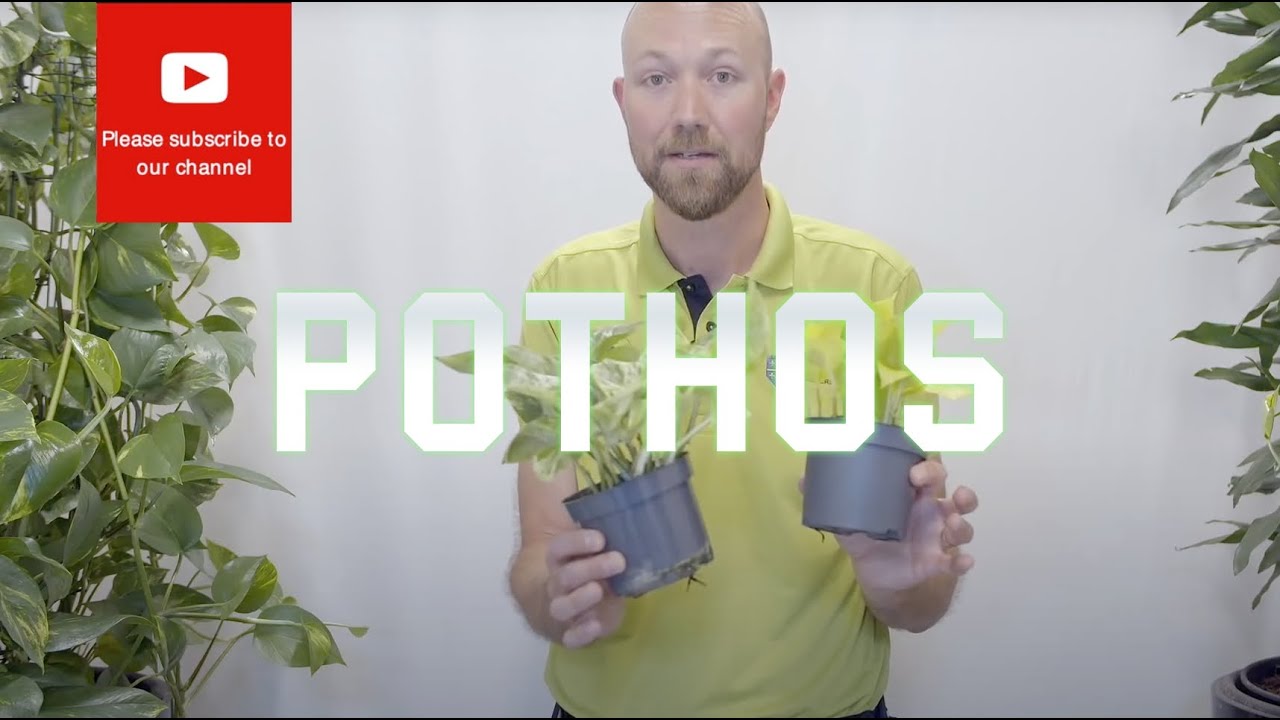 All you need to know about Epipremnum Aureum Pothos