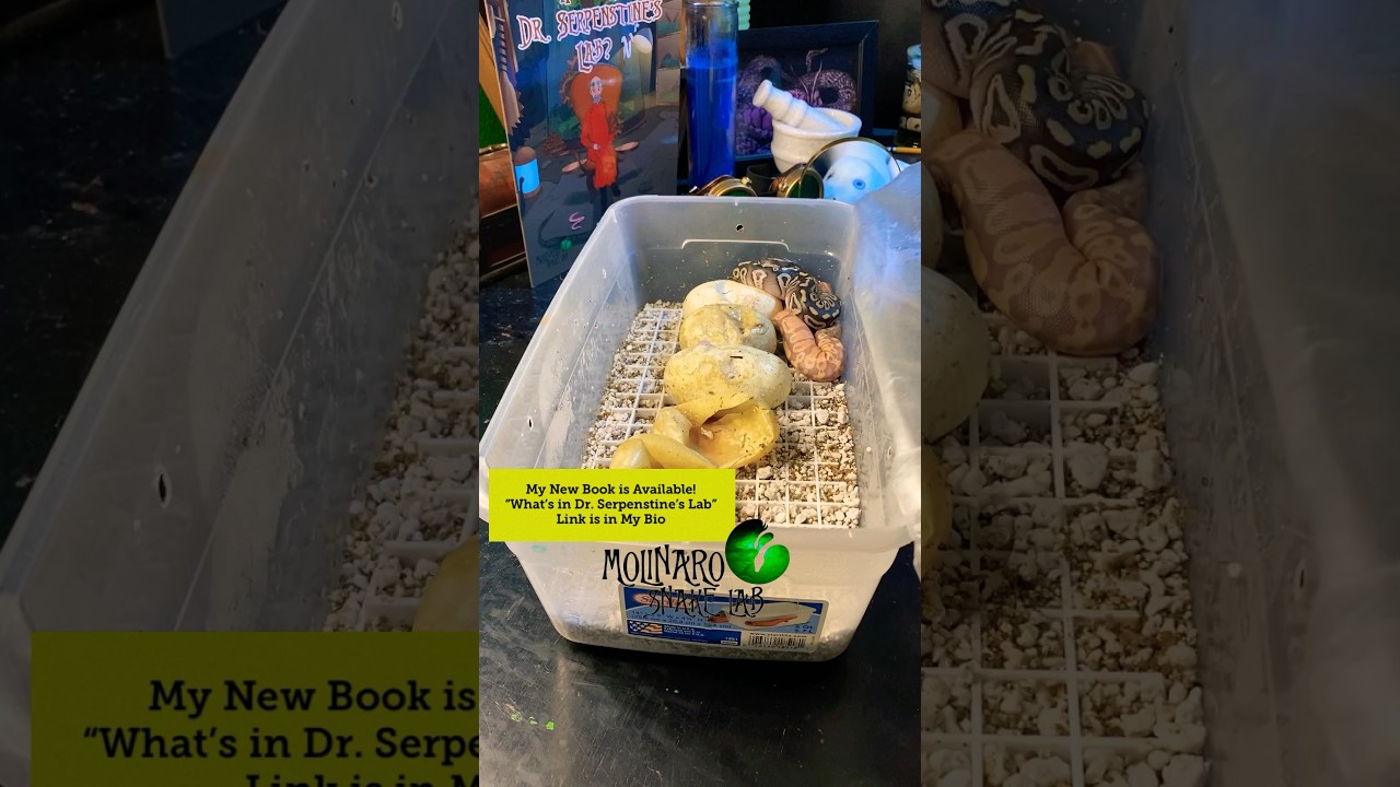 🐍Eggs Hatching 🧪 #molinarosnakelab #python #ballpython  #babysnakes #snakeeggshatching #sawa #diy