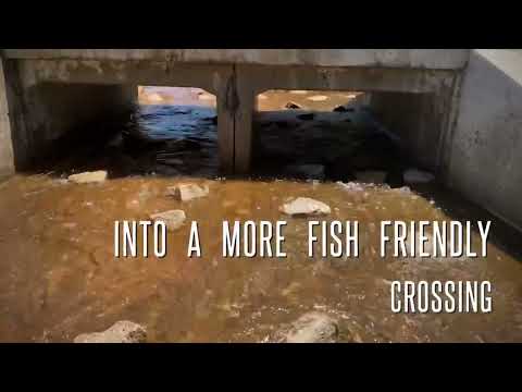 Culvert Crossings are BAD for Native Fish