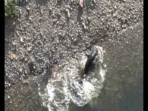 .Catfish Eating Pigeons | News That Makes You Go WTF!?