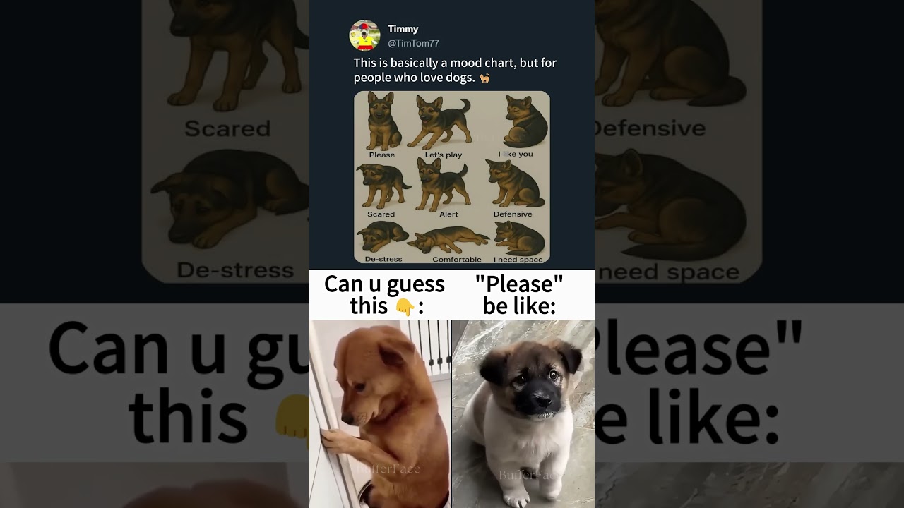 A Mood Chart for Dog People 🐶