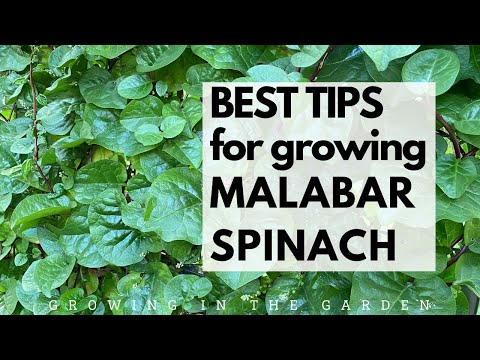 BEST TIPS for growing MALABAR SPINACH: Learn how to grow this heat loving spinach alternative.