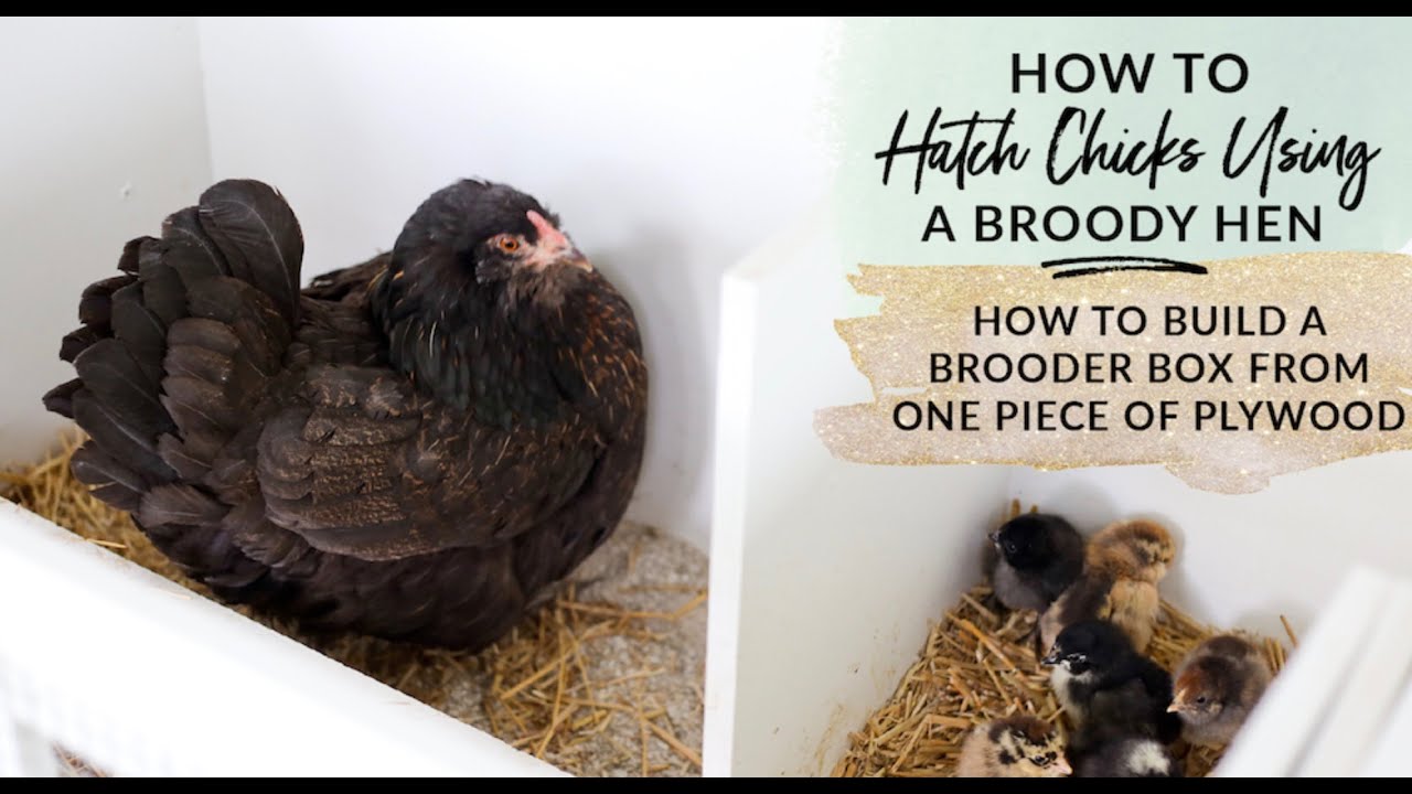 How to Hatch Chicks With A Broody Hen + Brooder Box Build Plans