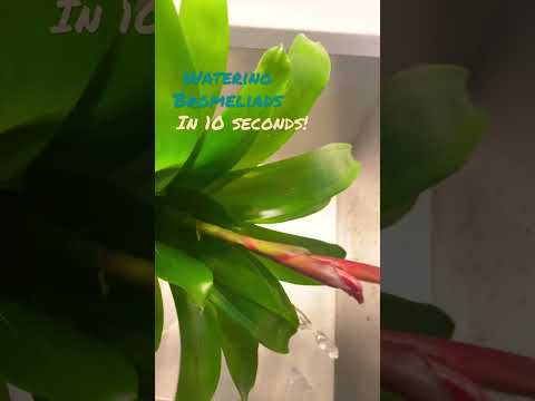Water Bromeliads in 10 SECONDS!! #plants #gardening #houseplants #plant #bromeliads #wateringplants
