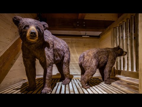 Where Did All the Species Come From? - Creation Museum Live! | November 21, 2019