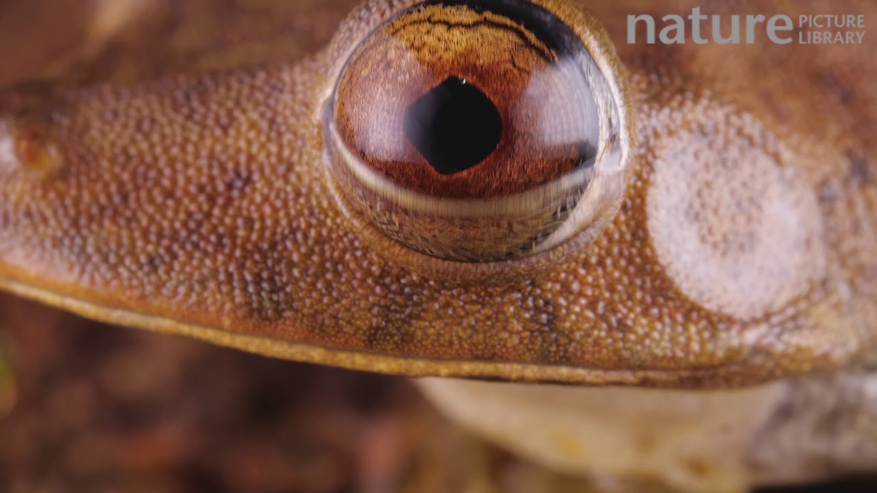 Map treefrog blinking, Amazon rainforest, Orellana Province, Ecuador.