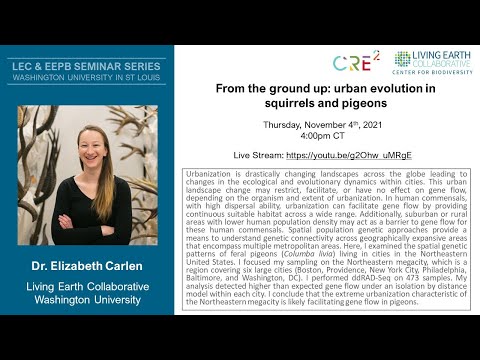 Dr. Elizabeth Carlen - From the ground up: urban evolution in squirrels and pigeons