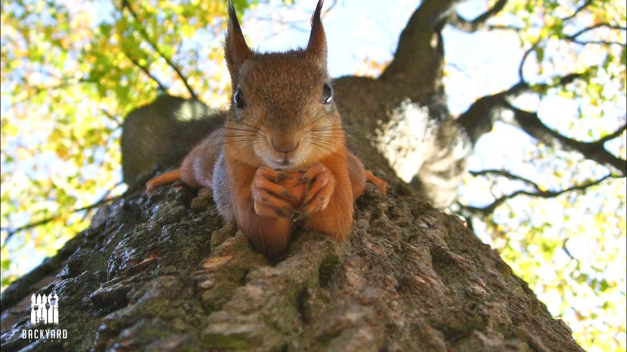 What Do Squirrels Eat: 7 things to feed them And 3 You Shouldn't | Backyardscape