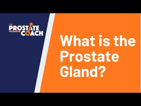 What Is A Prostate And Why Is It Important?