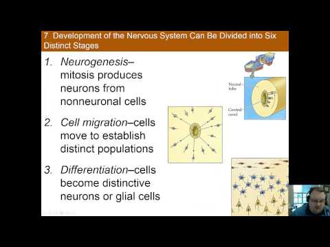 Chapter 7 Part A: Life-Span Development of the Brain and Behavior