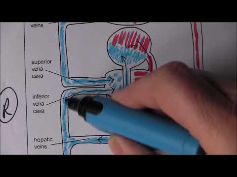 Circulation of the blood, full version