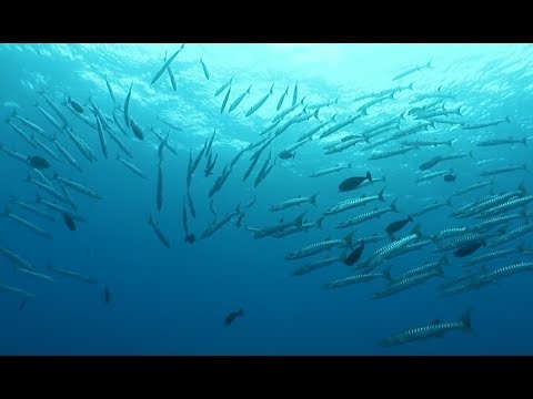 IUCN Global Standard for Marine Protected Areas