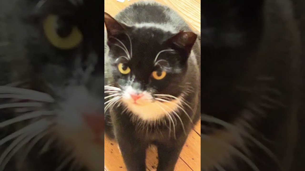 Kitty Softpaws Puss in Boots 🤵‍♀️🐈‍⬛ #shorts #youtubeshorts #cat
