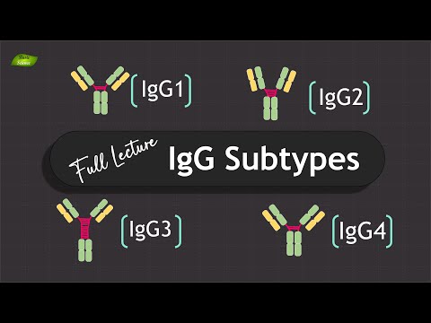 IgG Antibodies subtypes | Full Lecture | Immunology | Basic Science Series