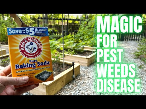 Add Baking Soda To Your Vegetable Garden And Watch What Happens