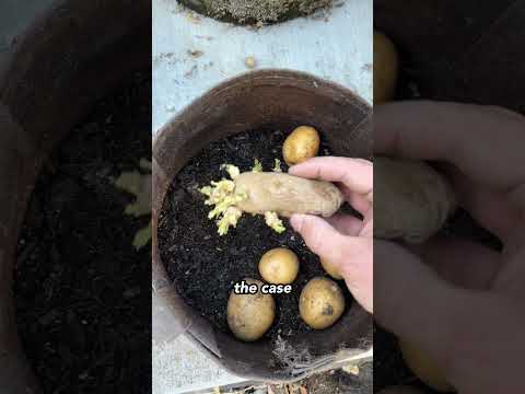 The best way to grow potatoes - grow bags #containergardening #growpotatoes #potatoes #urbangarden