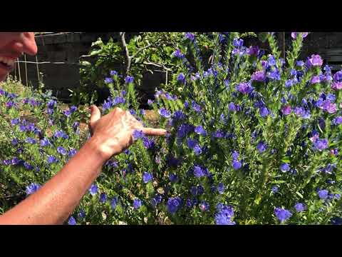 Viper's bugloss - see how the bees adore it!