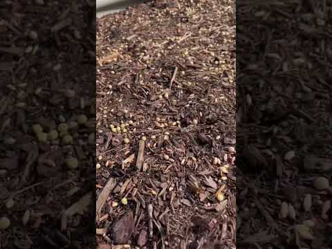 Cover crops - a highly underrated way to replenish your soil